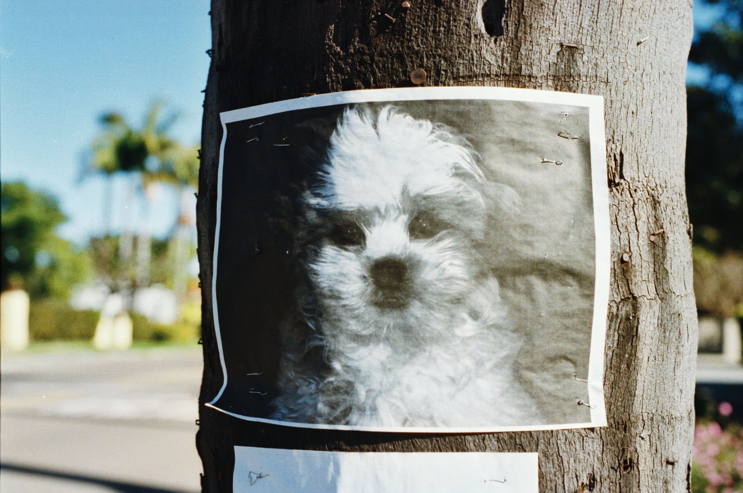 How to Find a Lost Pet in Los Angeles - Animal Magnetism